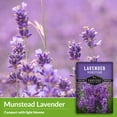 5 packs Munstead Lavender Seed - Lavandula Angustifolia - Non-GMO Heirloom Perennial Full Sun ...