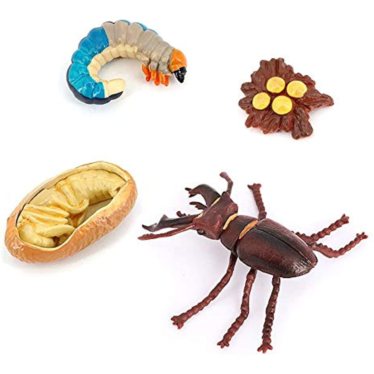 TANG DYNASTY 4PCS Stag Beetle Animal Life Cycle,Insect Growth Cycle ...