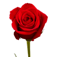Walmarts Real Long Bulk Freedom Red Rose Bouquet 50 Stems Fresh Cut