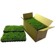 St. Augustine 'Seville' Sod - 9 Live Plugs - Florida Winter Lawn Grass ...