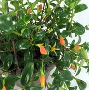 Firecracker Chinese Evergreen Plant - Aglaonema - Grows in Dim Light ...