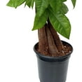 Live Money Tree, Pachira Aquatica, Good Luck Tree, Housewarming Gift ...
