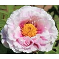 5 Garden Peony Paeonia Lactiflora - Red, Pink, White Mix Chinese Peony ...