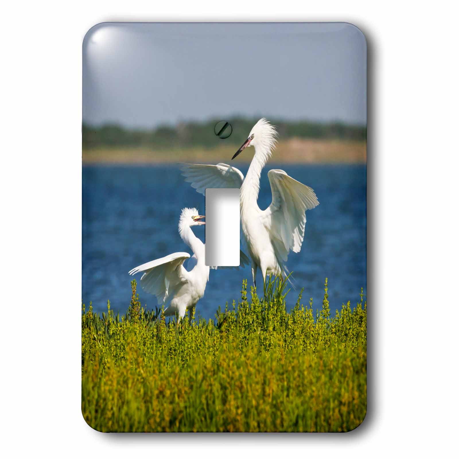 Reddish Egret adult feeding young, Green Island Sanctuary, Texas, USA ...