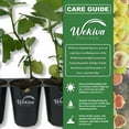 Little Ruby Fig Tree - 4 Live Starter Plants in 2 Inch Grower's Pot ...