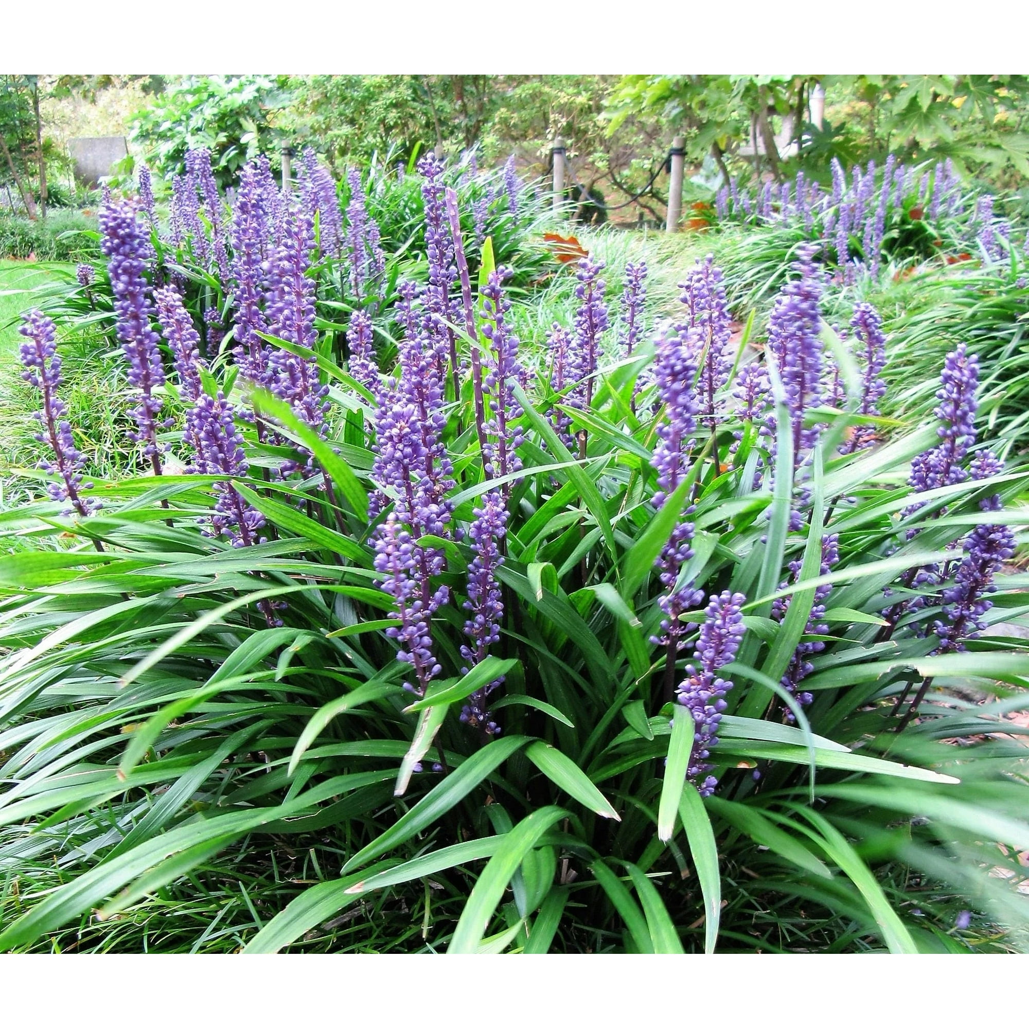 Click here for Seedville Usa 5 Lilyturf Liriope Muscari Aka Big B... prices