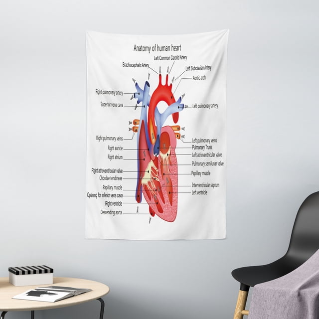 Educational Tapestry, Medical Structure of the Hearts Human Body ...