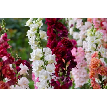 100 ROCKET LARKSPUR DELPHINIUM Consolida Giant Imperial Mixed Colors ...