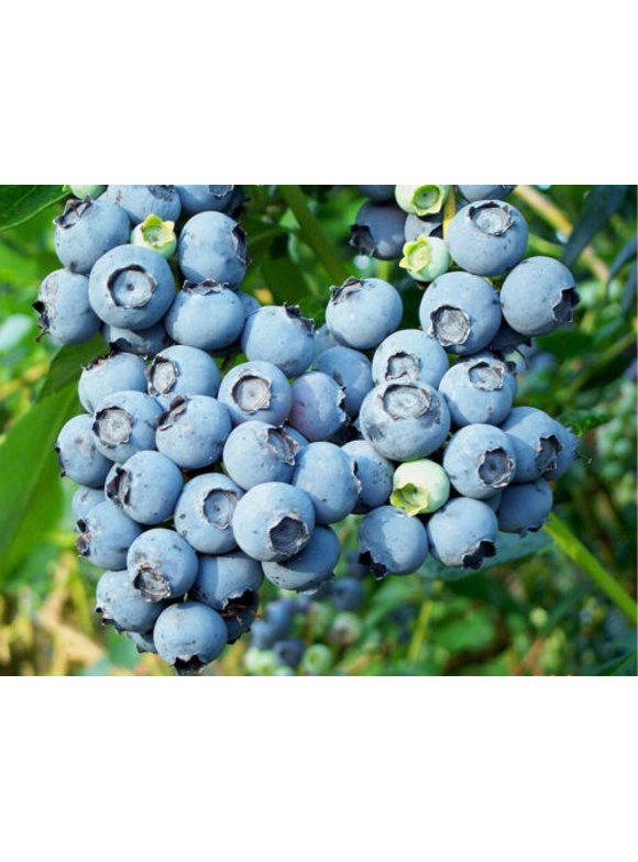 Blueberry Seeds in Seed Gardening - Walmart.com