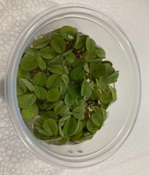 Water Spangles (Salvania minima) 4 oz cup live aquatic plant - Walmart.com