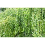 Gold Weeping Curly Willow Tree Cutting - Rarest of All Willows - Grow ...