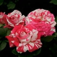 Heirloom Roses Rose Bush - Neil Diamond Hybrid Tea , Live Rose Plant ...