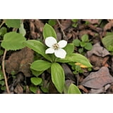 Seedville USA 15 Western Bunchberry Seeds, Alaskan Dogwood, White ...