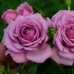 Heirloom Roses - Arborose Quicksilver, Purple Climbing Rose Bush, Live ...