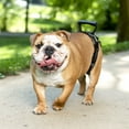 PetSafe CareLift Rear Support Harness for Pet Mobility & Older Dogs ...