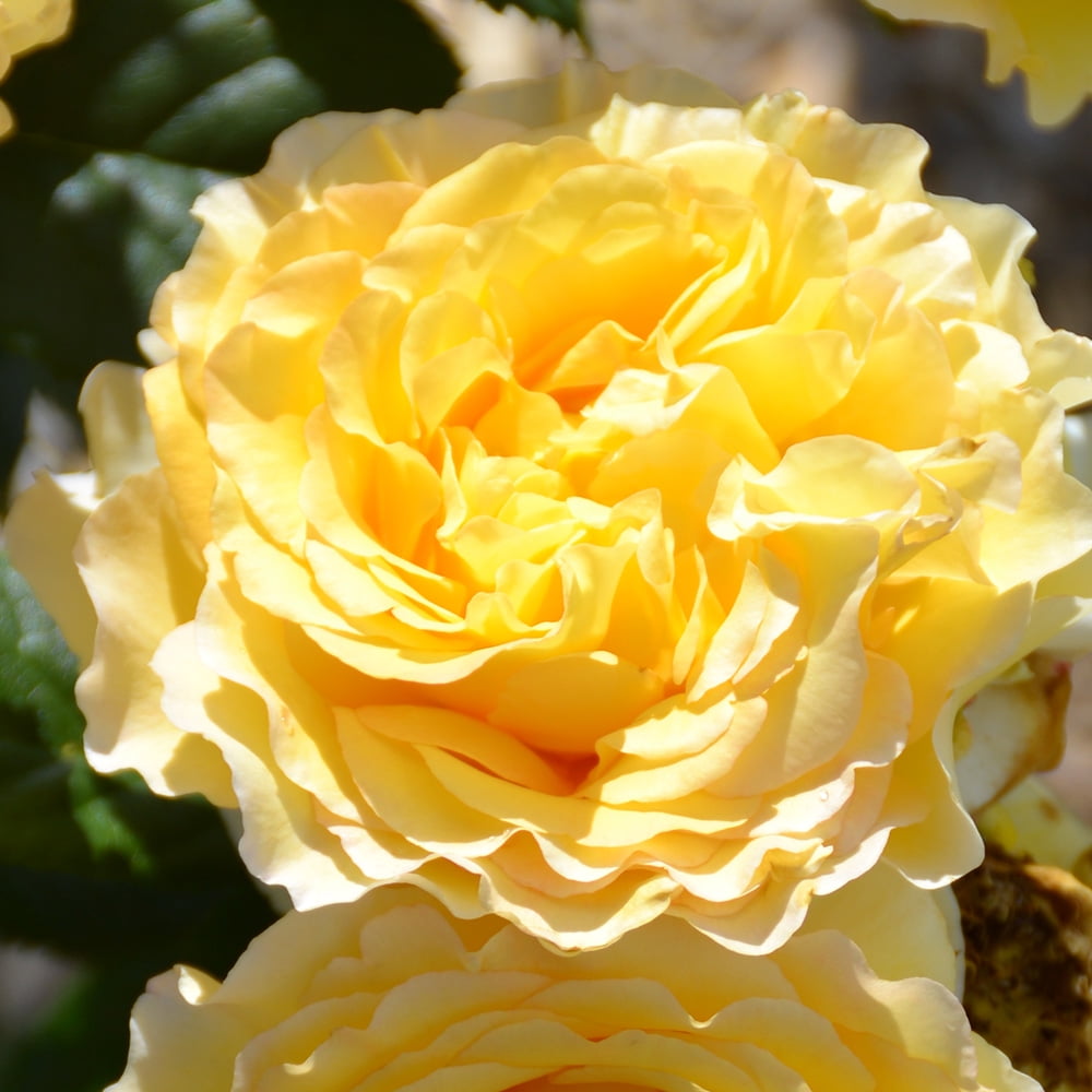 France Info ® Shrub Rose by Heirloom Roses - Live Yellow Rose Bush ...