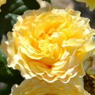Heirloom Roses - Yellow Live Shrub Rose Plant, Delivered Flower Bushes ...