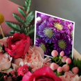 3drose, Pretty Pink Autumn Mums- Flowers- Floral Photography, 6 ...
