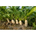 1250 Seeds WHITE ICICLE RADISH Raphanus Sativus Vegetable Seeds ...