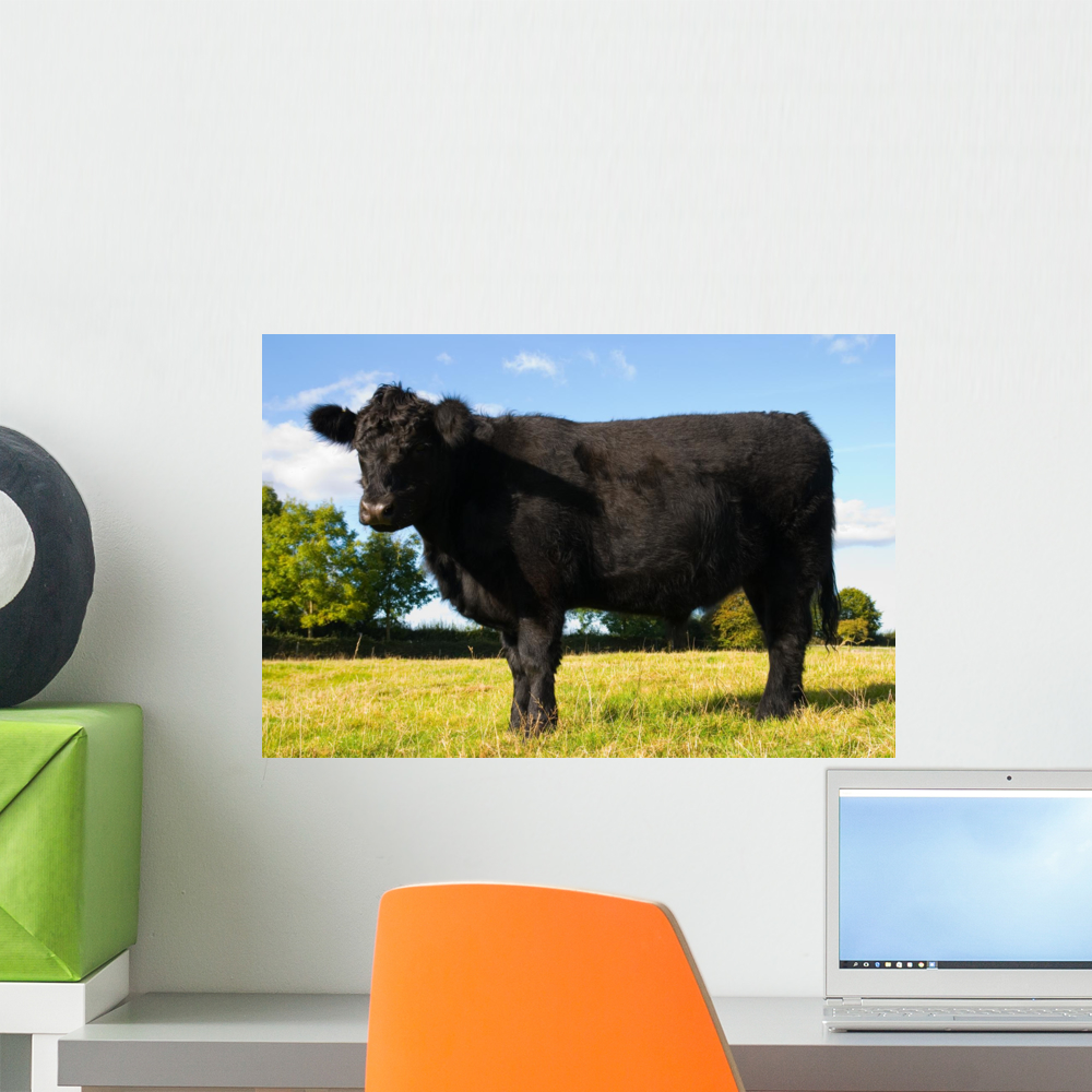 Juvenile Angus Cow Wall Mural Decal Sticker, Wallmonkeys Peel & Stick ...
