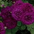Heirloom Roses Twilight Zone Grandiflora Rose - Fragrant Purple Live ...