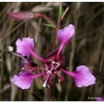 Elegant Clarkia Seed - Clarkia elegans, Non-GMO, 100 Seeds, Gorgeous ...