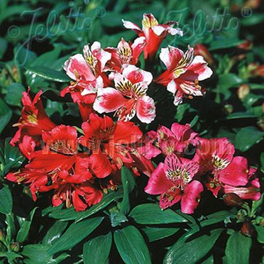 Alstromeria Peruvian Lily Devotion Plant Seed - 20 Seeds - Walmart.com