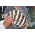 Jetty Jigs Saltwater Jig Heads, 1/2oz, Sand Crab, Mega 20 Pack ...