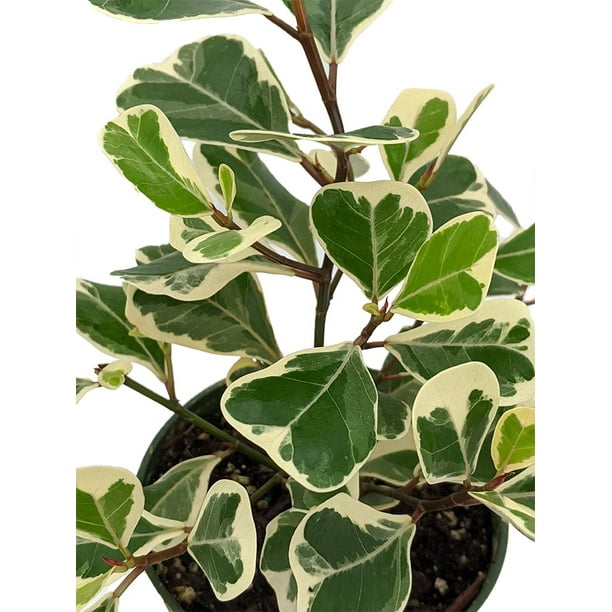 Rare Variegated Triangle Weeping Fig - Ficus triangularis variegata - 6" Pot - Walmart.com