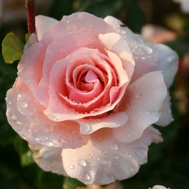 Heirloom Roses - Lady Mitchell™ English Legend Rose Plant - Walmart.com