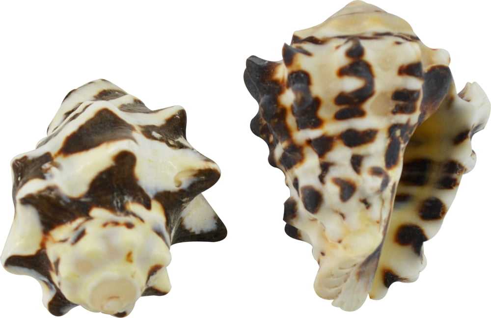 Vasum Shells Craft Assorted Seashells Bulk Shells 1.5"-2" (1 Gallon ...