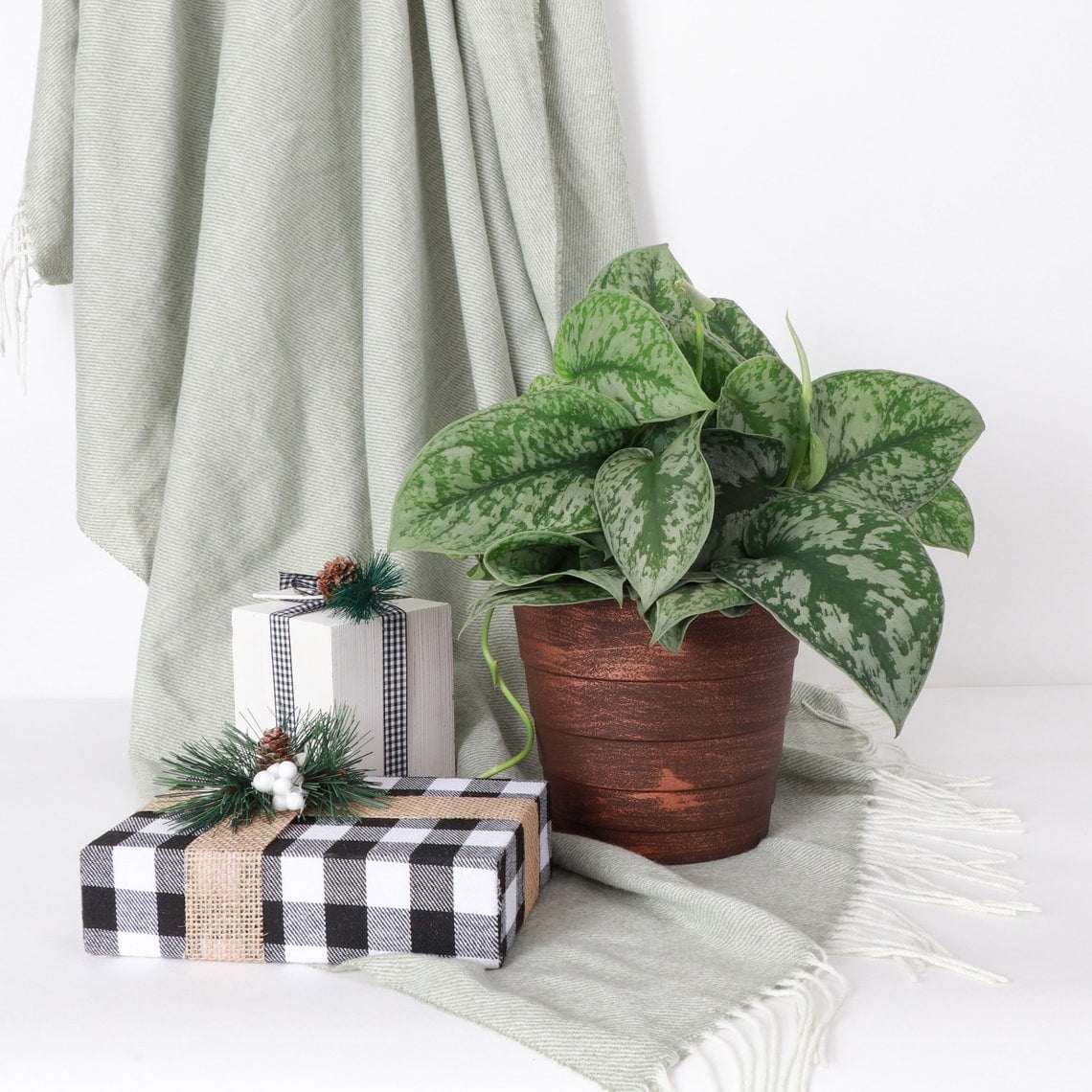 Live Scindapsus Pictus 'Exotica' Plant - Satin Pothos - 6" Decorative ...