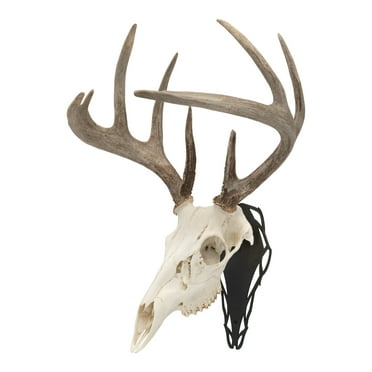 Allen Company Ez Mount Adjustable Steel Skull Stand, Black, 8" x 1.4" x ...