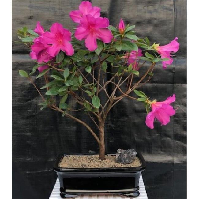 Rhododendron Southern Charm Flowering Tropical Pink Azalea Bonsai Tree ...