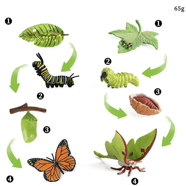 Moth Life Cycle For Kids