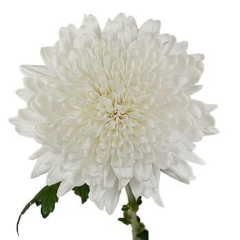 Click here for Blooms To Go Wholesale Fresh Flowers- Chrysanthemu... prices