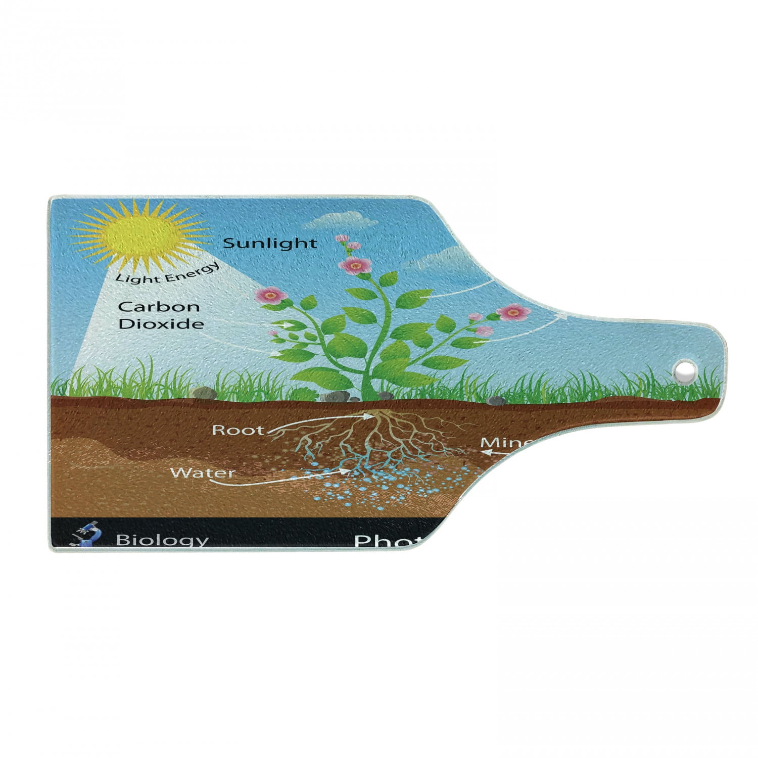 Science Cutting Board, Photosynthesis in Plant Diagram Biology Botany ...