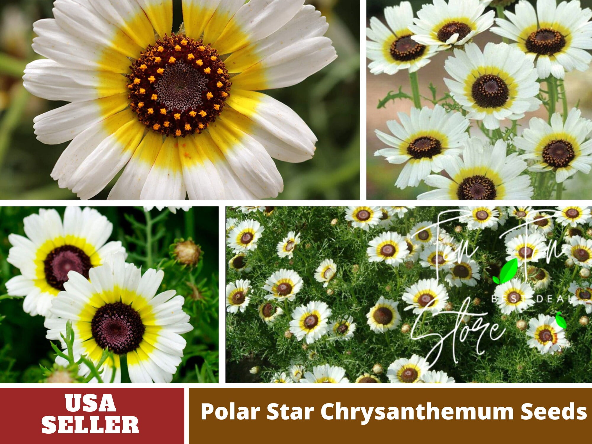 50 Seeds| Polar Star Chrysanthemum Seeds [BUY 3 GET 1 FREE] #M003 ...