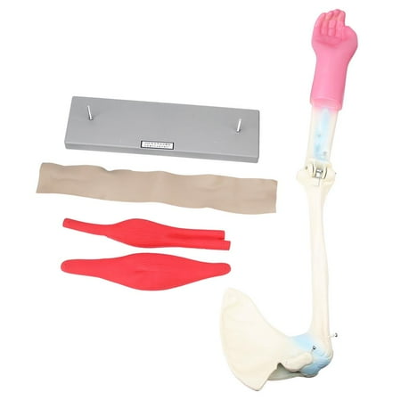 Sonew Arm Moving Model Anatomical Elbow Joint Motion Model Primary ...