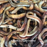 Speedy Worm - Live Canadian Nightcrawlers - 500 Count / Live Fishing ...