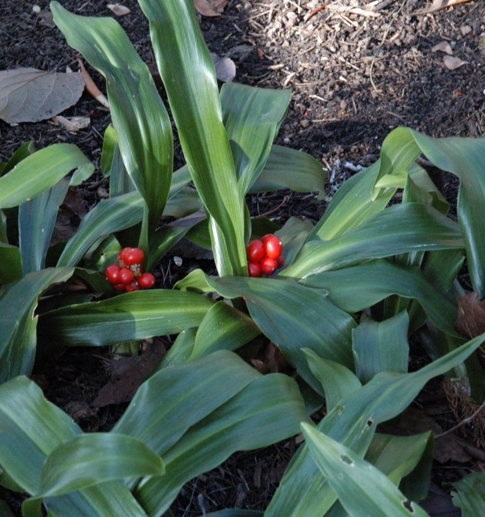 Rare Japanese Sacred Lily - Rohdea japonica -Indoors/Out- Shade Lover ...