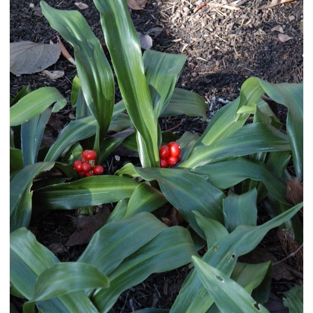 Rare Japanese Sacred Lily - Rohdea japonica -Indoors/Out- Shade Lover ...