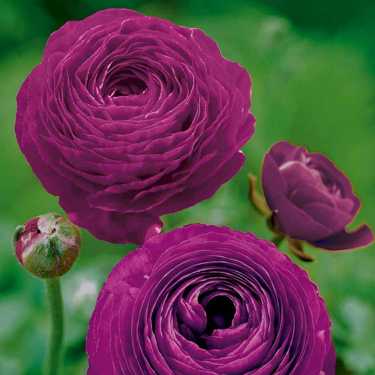 Dark Purple Ranunculus