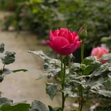 Heirloom Roses - Lady Mitchell™ English Legend Rose Plant - Walmart.com