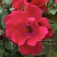 Red Knockout Shrub Rose Dormant Bare Root Shrub (1-Pack) - Walmart.com
