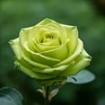 Seedville, Green Rose Seeds, 5-Pack, Rosa Bush Shrub, Perennial Flower ...