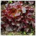 Everwilde Farms - 1 oz Organic Red Oakleaf Leaf Lettuce Seeds - Gold ...