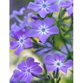 Bloomsz Garden Amaryllis Minerva Flower Bulbs, 12 pk, Super Saver Pack ...