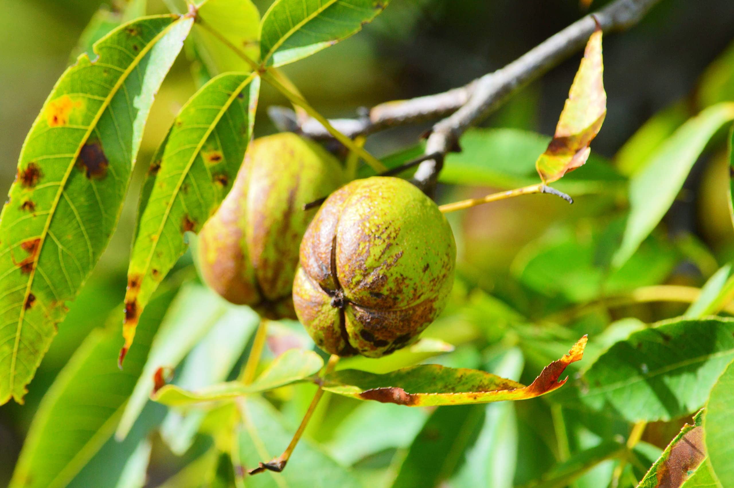Shellbark Hickory, (King Nut) Carya Laciniosa, Tree 1 Seed - Walmart.com