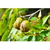 6 Chestnut Tree Seeds for Planting - Walmart.com